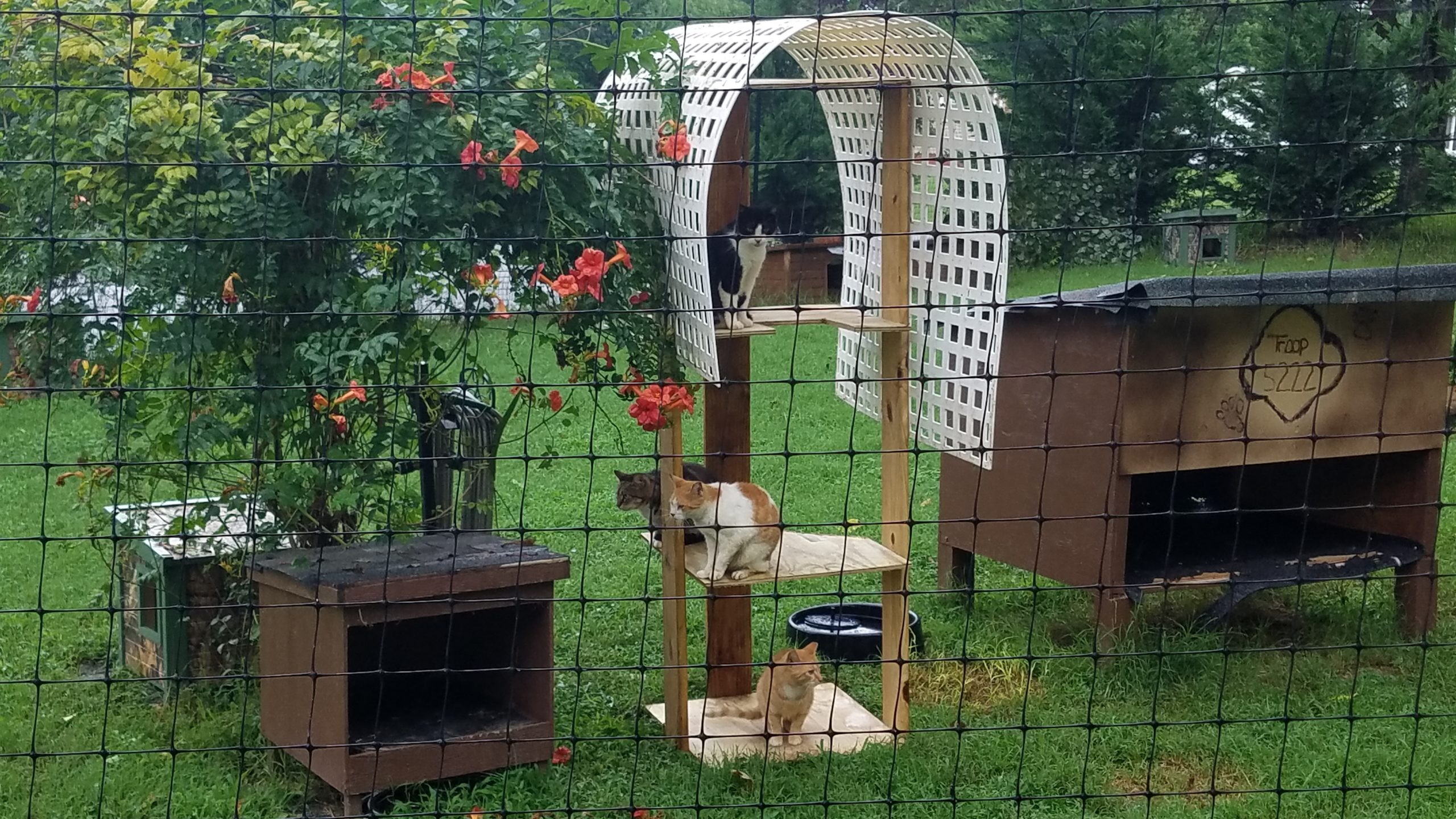 A Home For Our Feline Friends – We Own Adventure